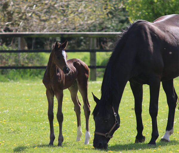 Zucht und Philosophie: 2 Säulen - Vertrauen & Respekt
